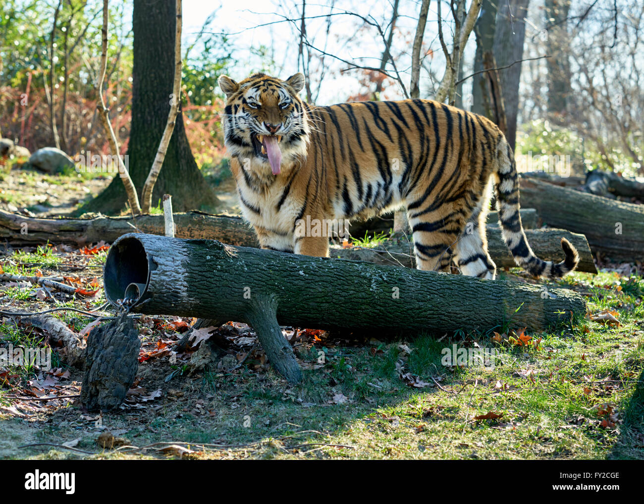 Stealth animal hi-res stock photography and images - Alamy
