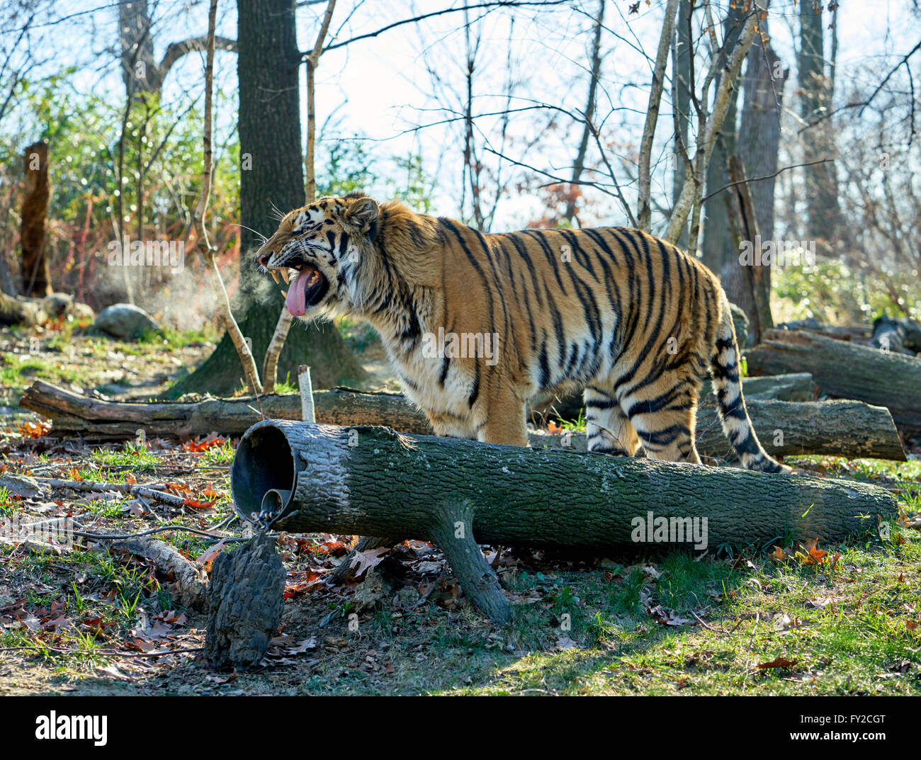 Animal bronx zoo hi-res stock photography and images - Alamy