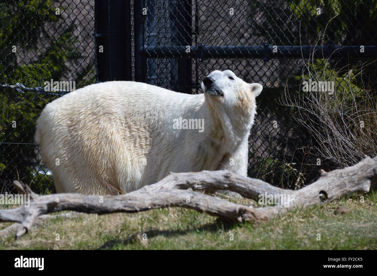 Relax bear hi-res stock photography and images - Alamy
