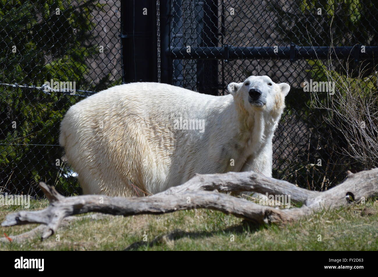 Relax bear hi-res stock photography and images - Alamy