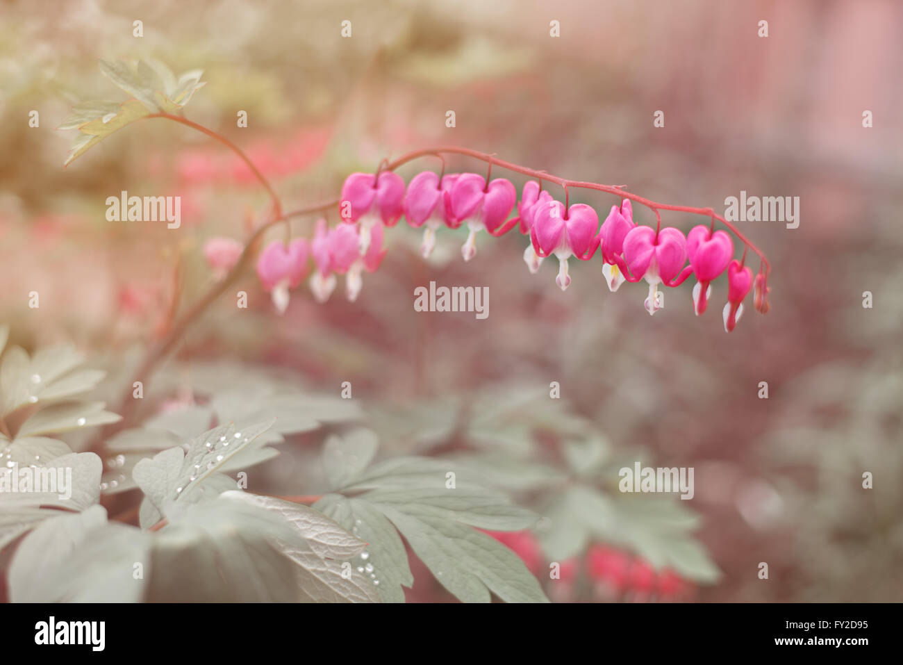 Broken heart of leaves hi-res stock photography and images - Alamy