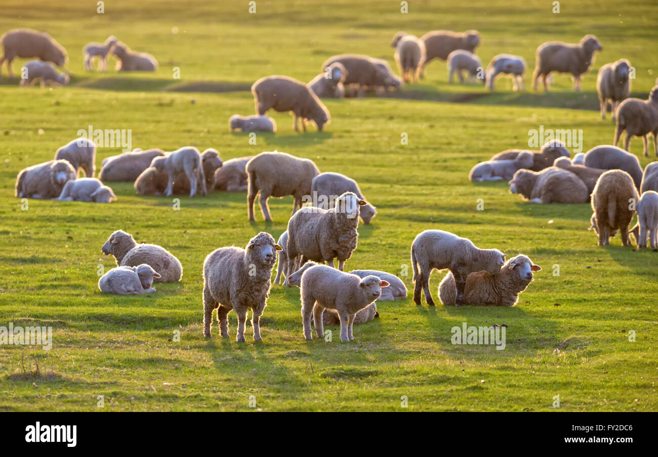 Flock of sheep Stock Photo - Alamy
