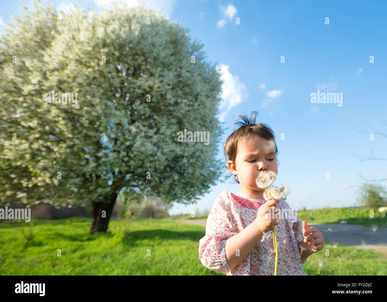 Blowing dandelion hi-res stock photography and images - Alamy
