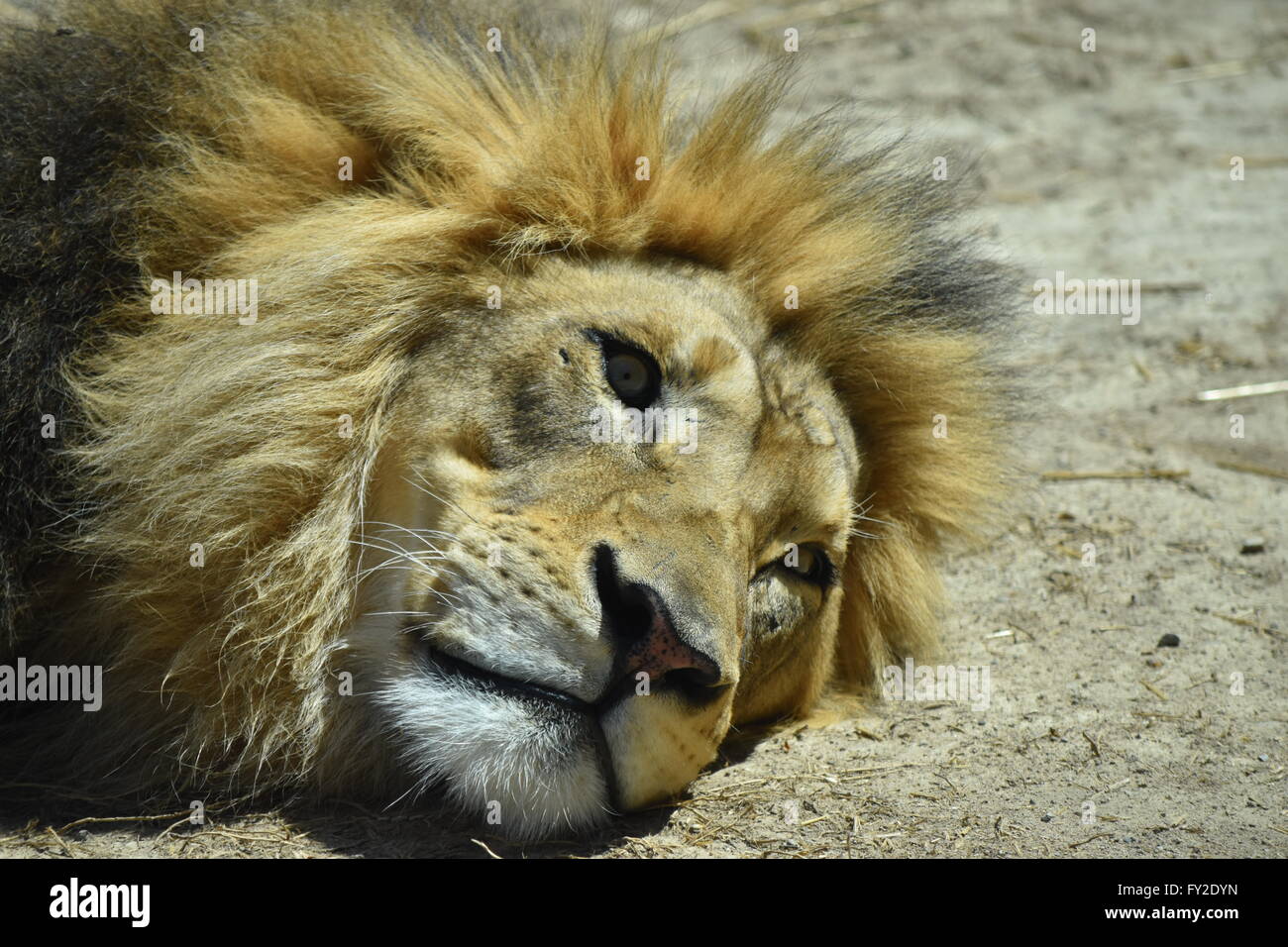 Nice lion hi-res stock photography and images - Alamy