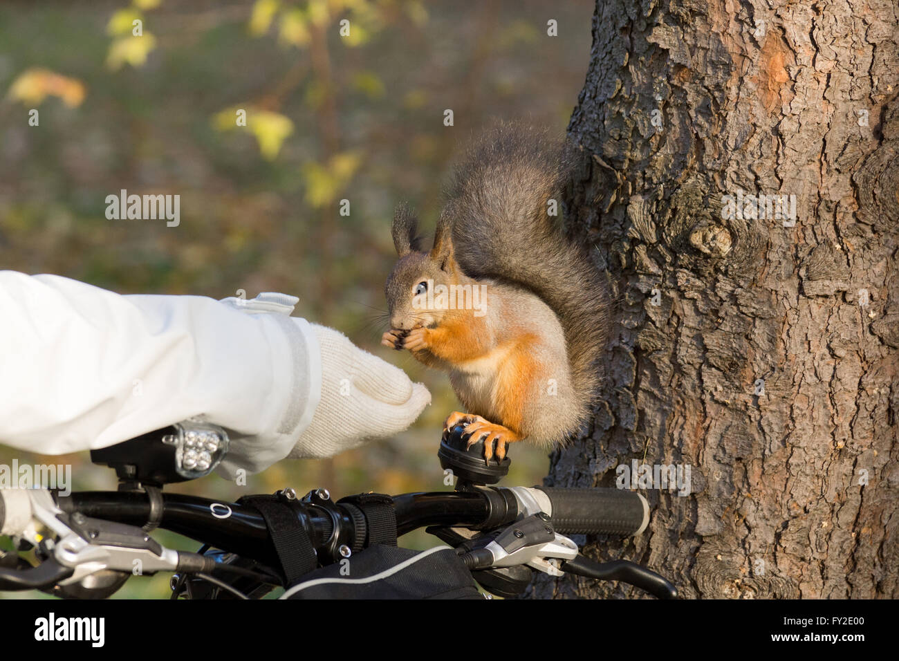 the photograph shows a squirrel on a tree Stock Photo - Alamy