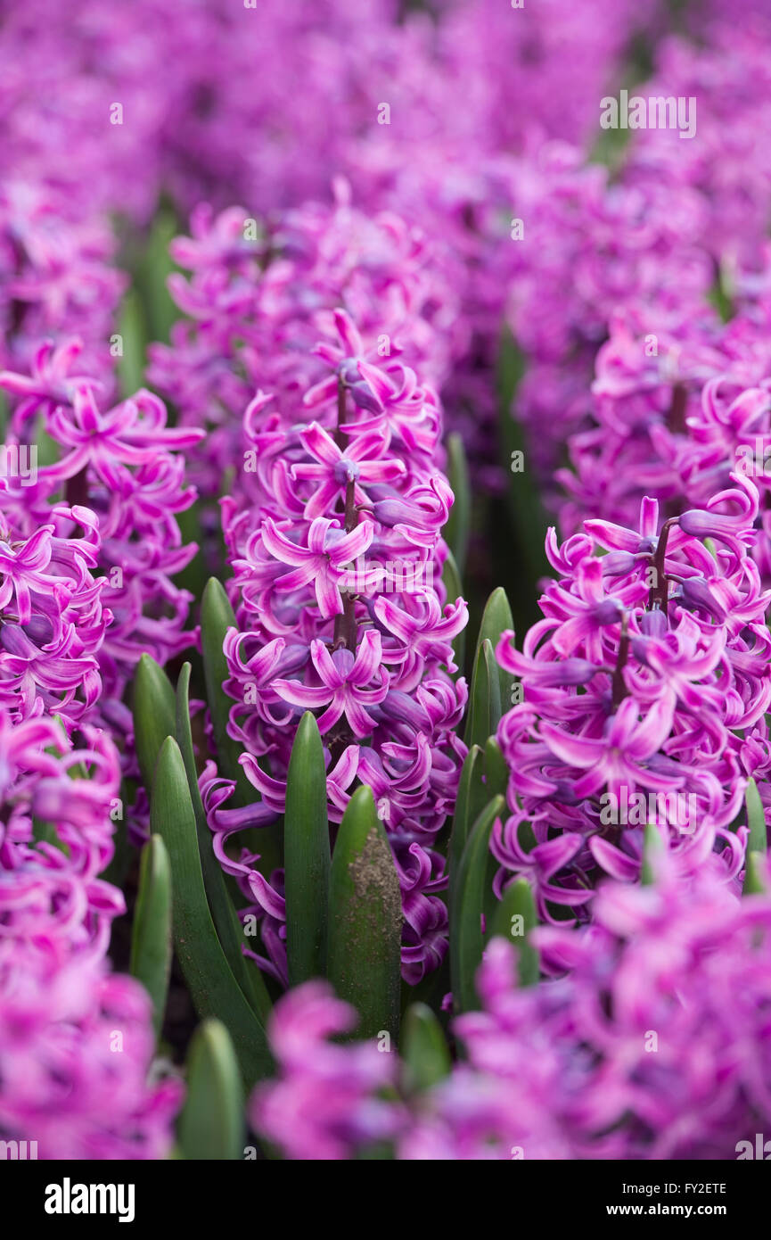 Hyacinthus Orientalis Paul Hermann. Hyacinth display at RHS Wisley ...