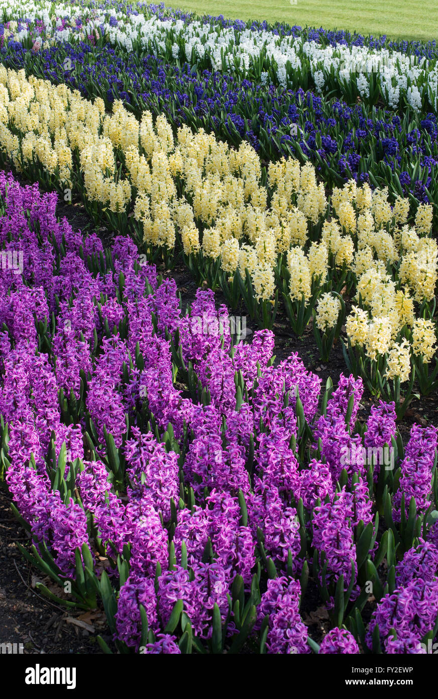 Hyacinthus orientalis. Hyacinth display at RHS Wisley gardens, Surrey ...