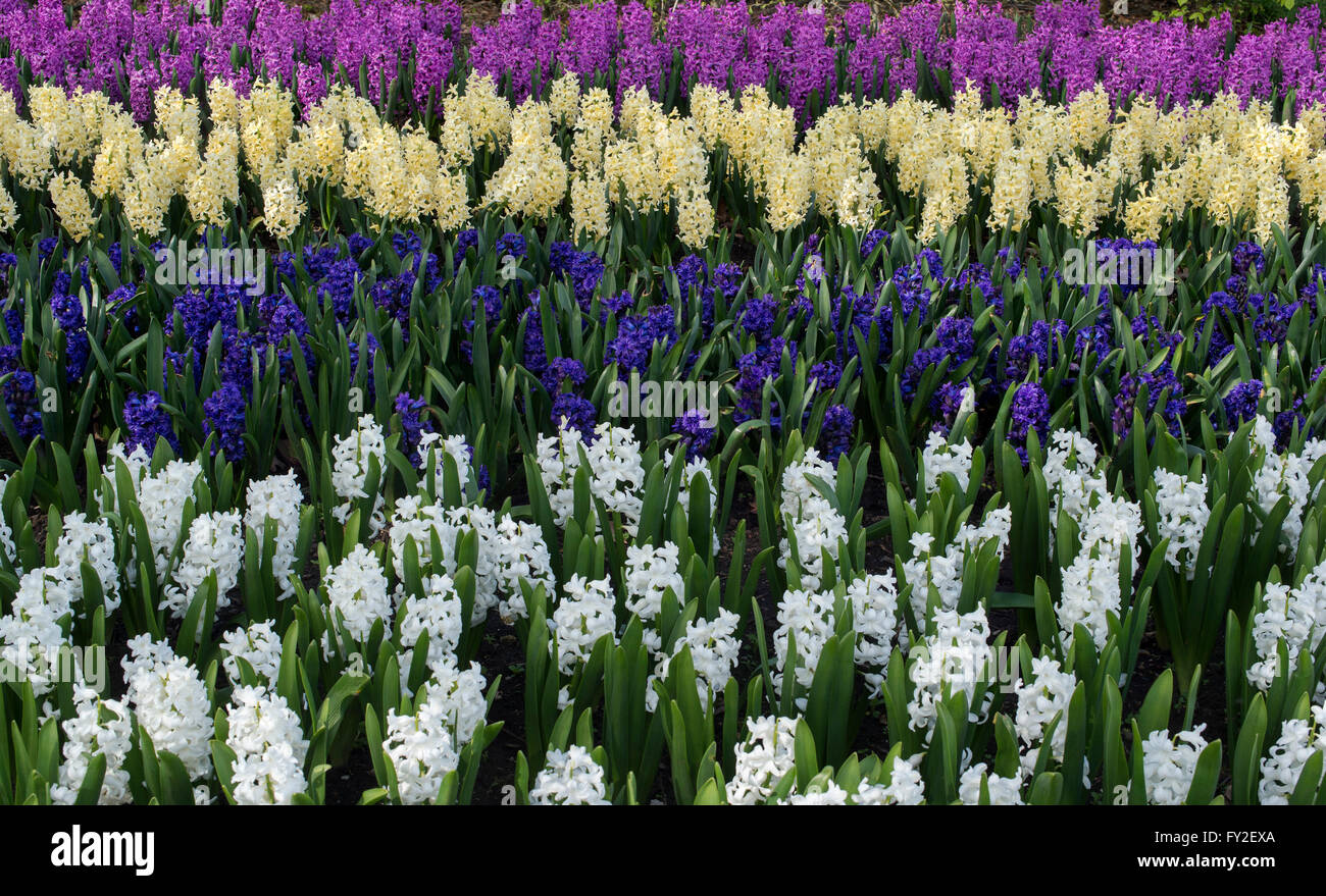 Hyacinthus orientalis. Hyacinth display at RHS Wisley gardens, Surrey ...
