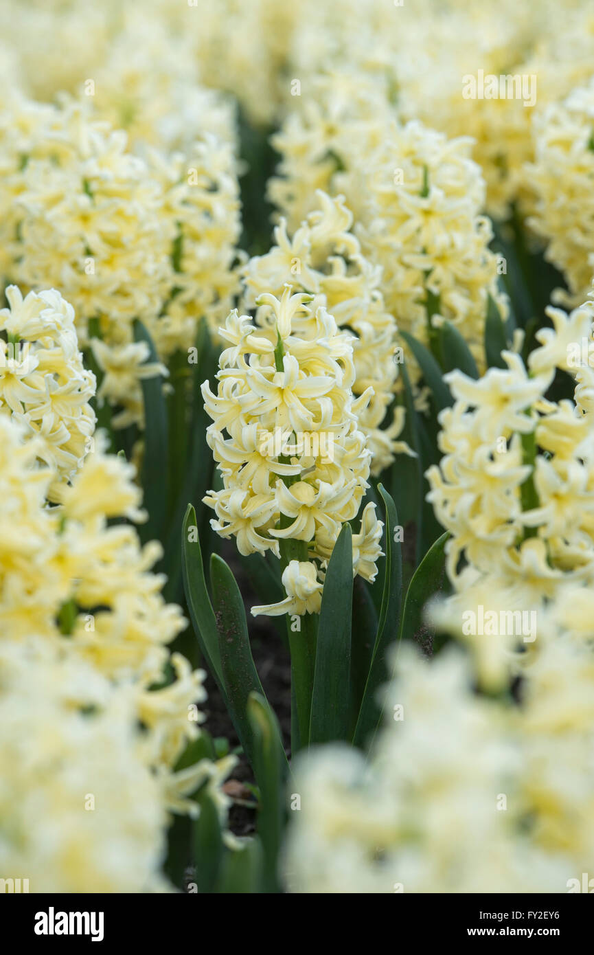 Hyacinthus Orientalis Yellow Queen. Hyacinth display at RHS Wisley ...
