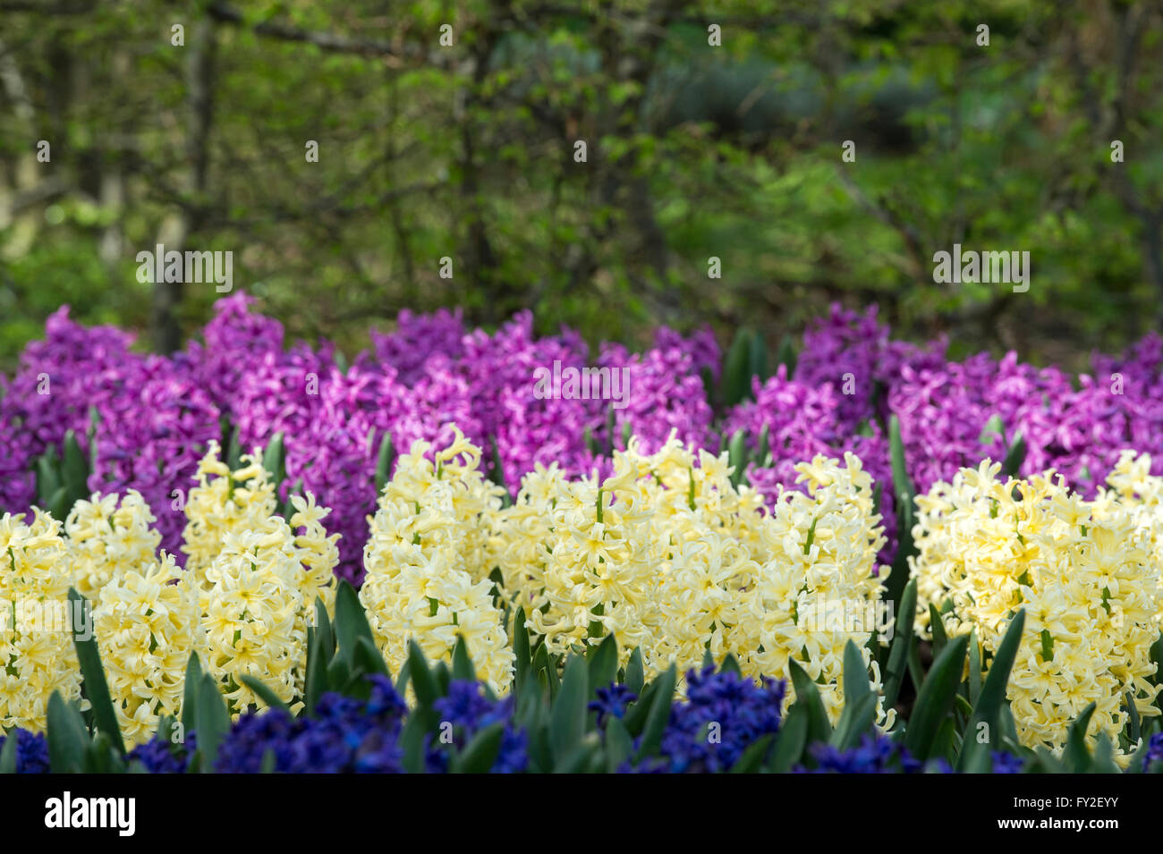 Hyacinthus orientalis. Hyacinth display at RHS Wisley gardens, Surrey ...
