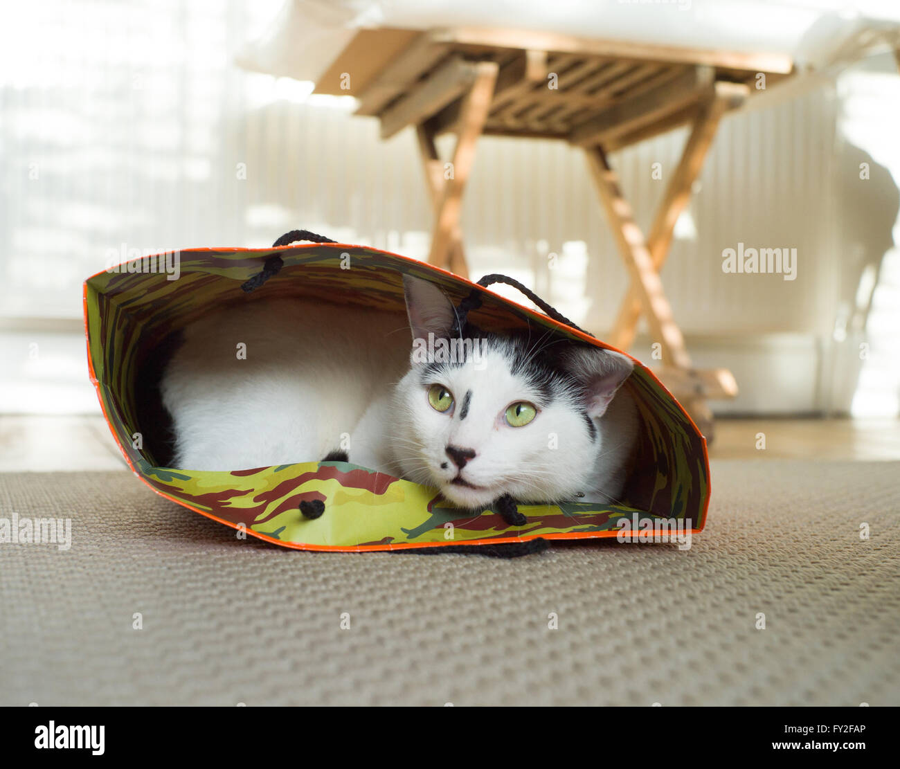 Cat in a shopping bag Stock Photo - Alamy