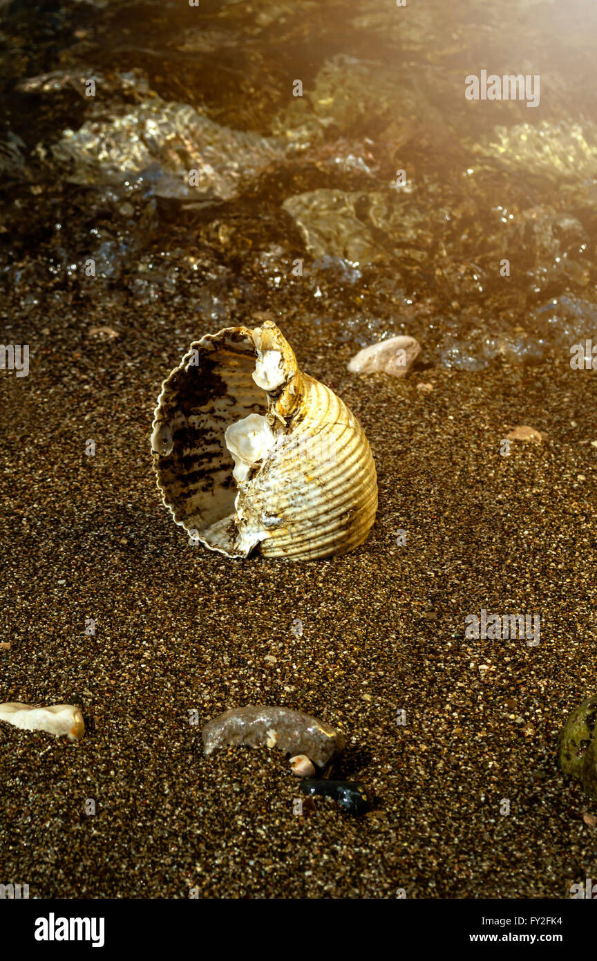 Sea shells on the beach. Shallow depth of field Stock Photo - Alamy