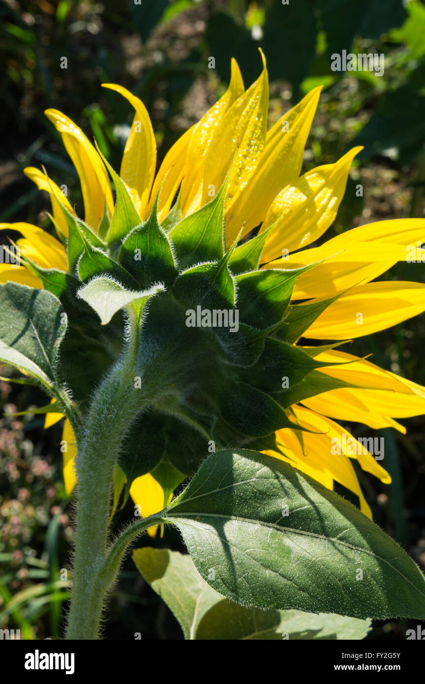 Close up of backside of sunflower showing details and green stem Stock ...