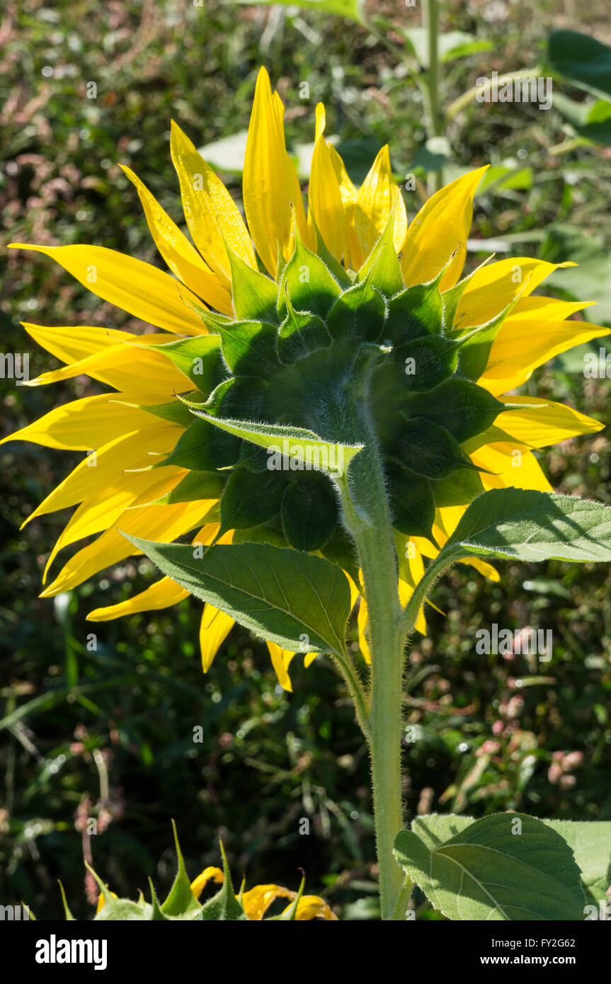 Sunflower with leaves hi-res stock photography and images - Alamy