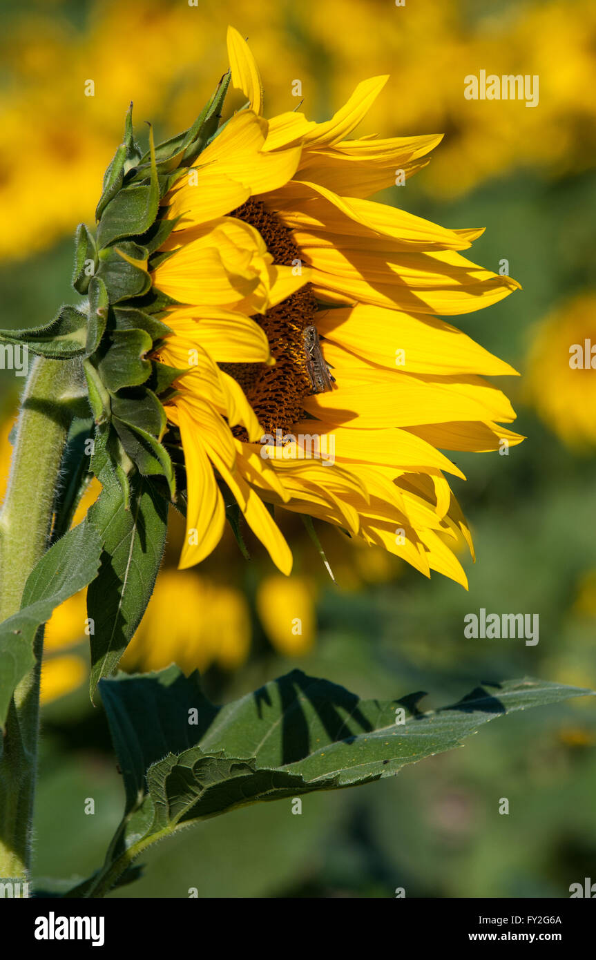 Profile of sunflower facing to the right hi-res stock photography and ...