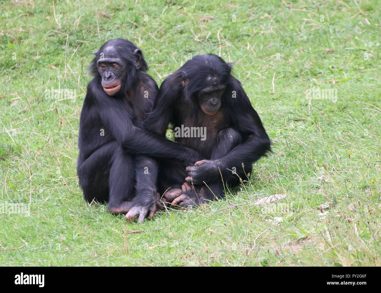 Female with young pan paniscus bonobo hi-res stock photography and ...