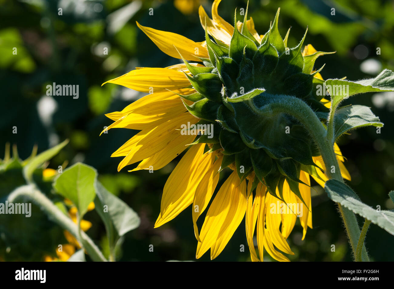 Back lit sunflower from behind showing stem and leaves Stock Photo - Alamy