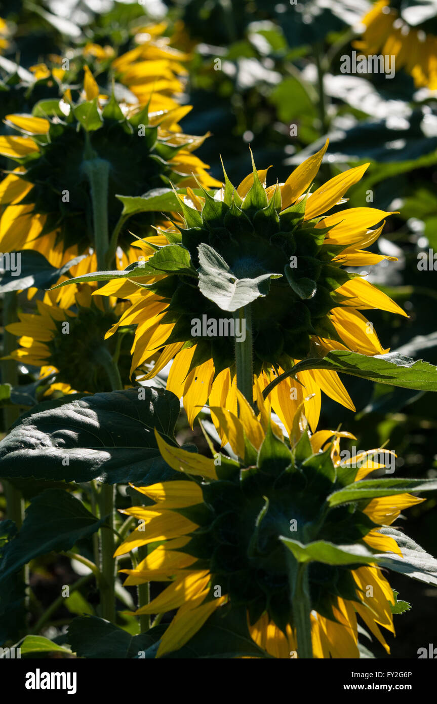 Three sunflowers viewed from behind in early morning light Stock Photo ...