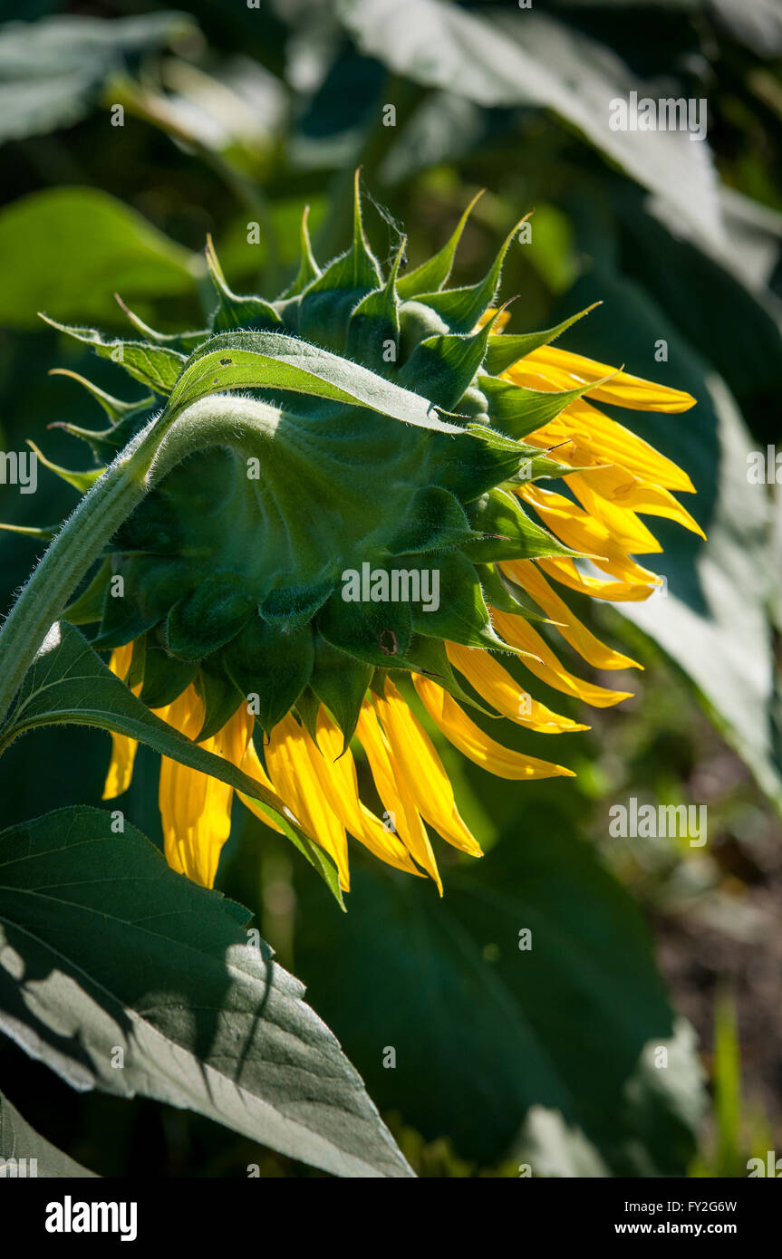Back of sunflower hi-res stock photography and images - Alamy