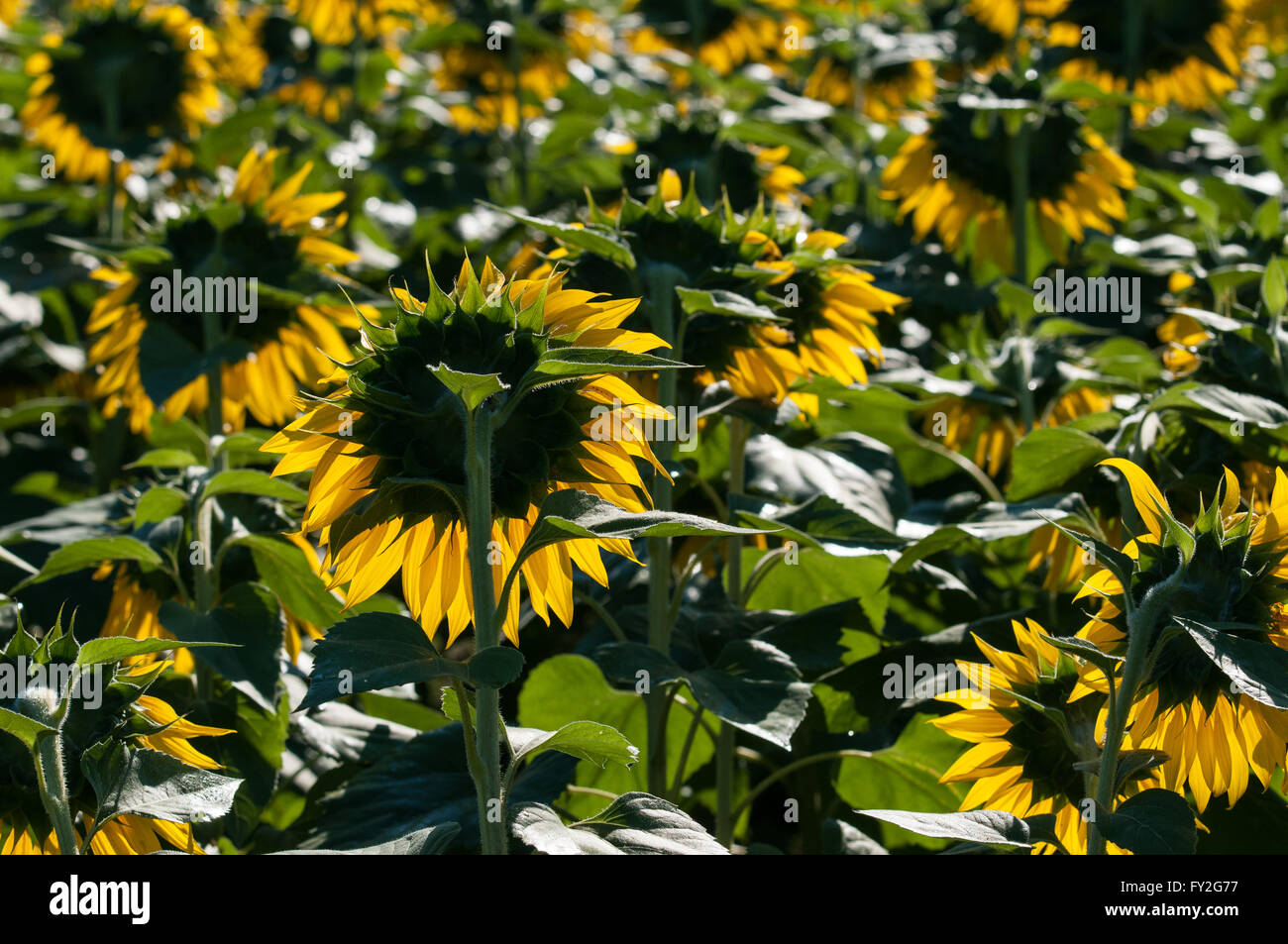 Back lit sunflowers hi-res stock photography and images - Alamy