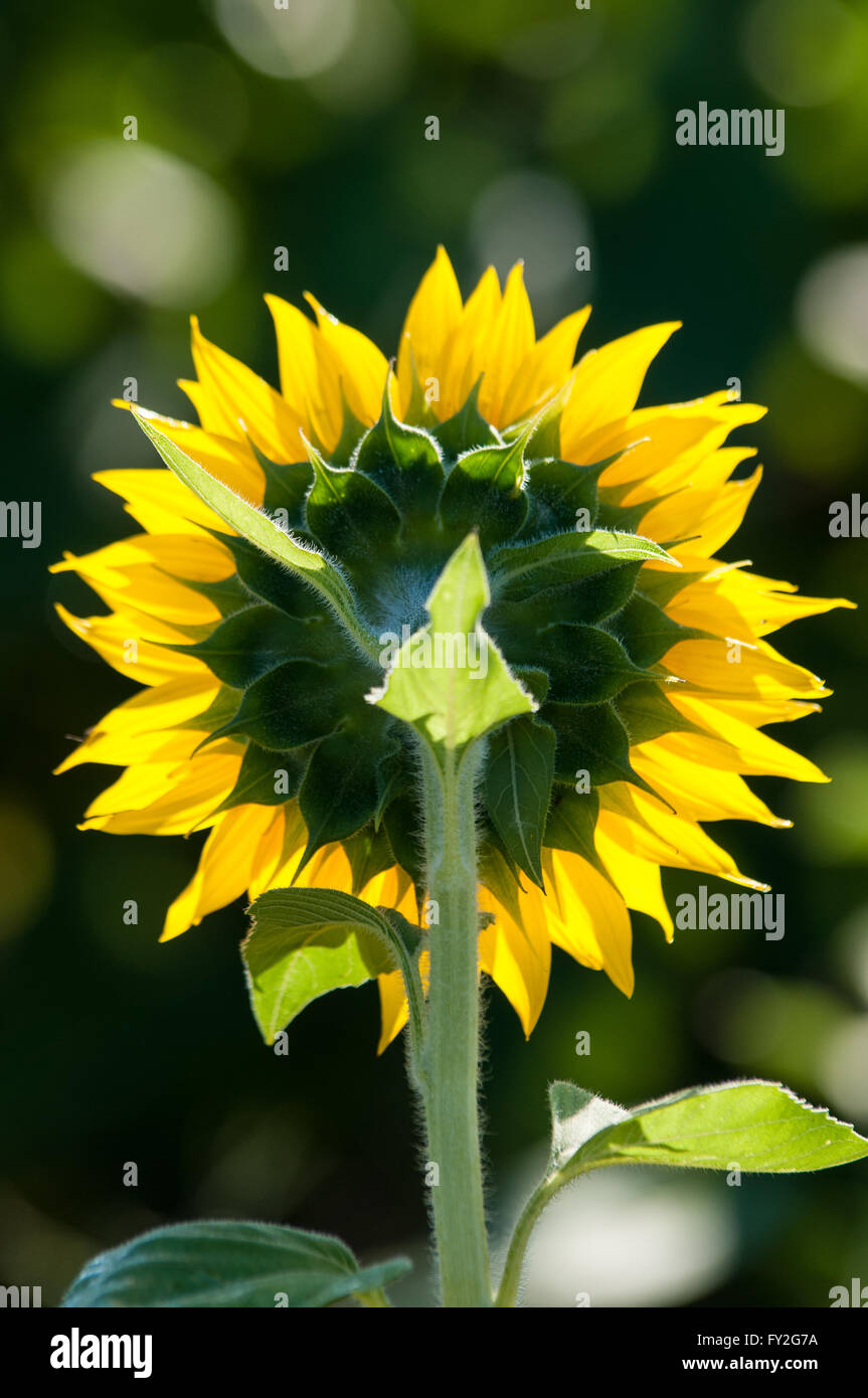 Back of sunflower hi-res stock photography and images - Alamy