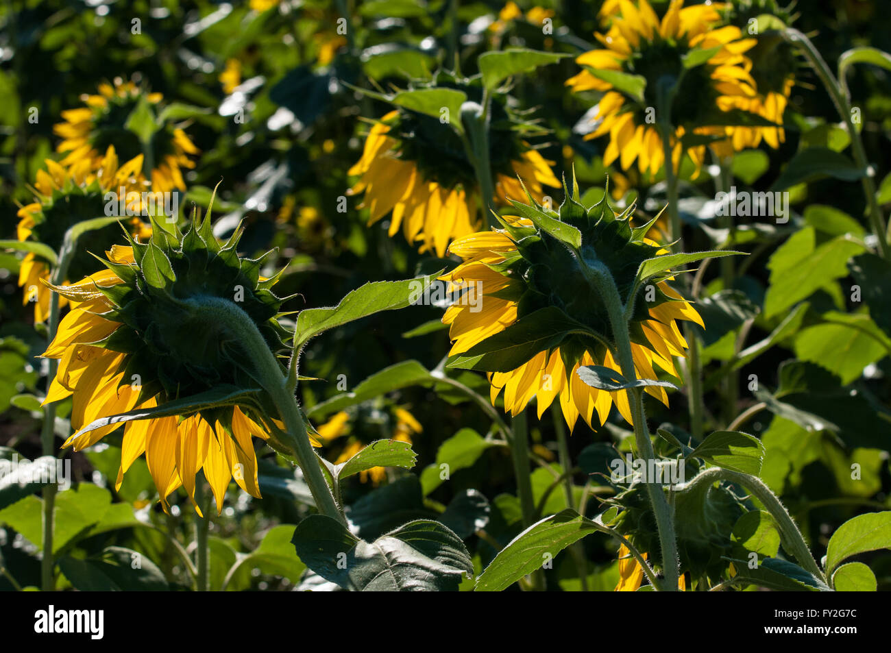 Back lit field of sunflowers viewed from behind Stock Photo - Alamy