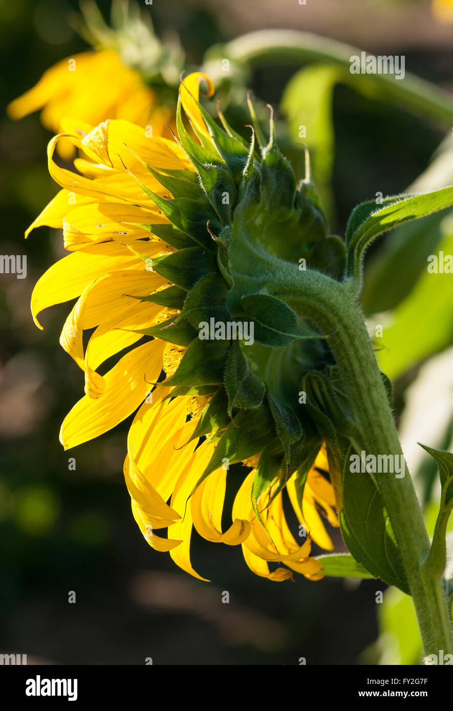 Vertical close up of sunflower showing details of back and petals Stock ...