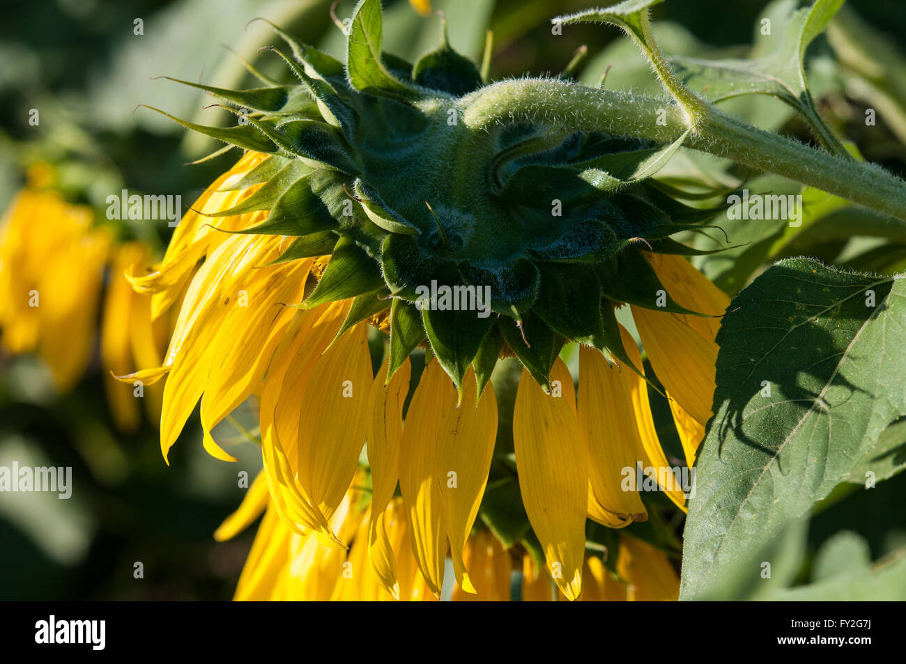 Profile view of single sunflower with back of stem showing Stock Photo ...