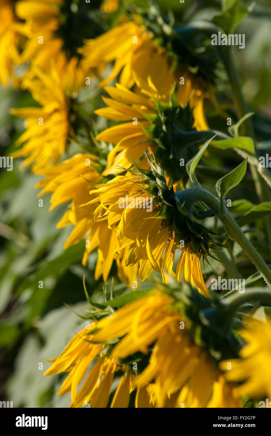Sunflower profile hi-res stock photography and images - Alamy