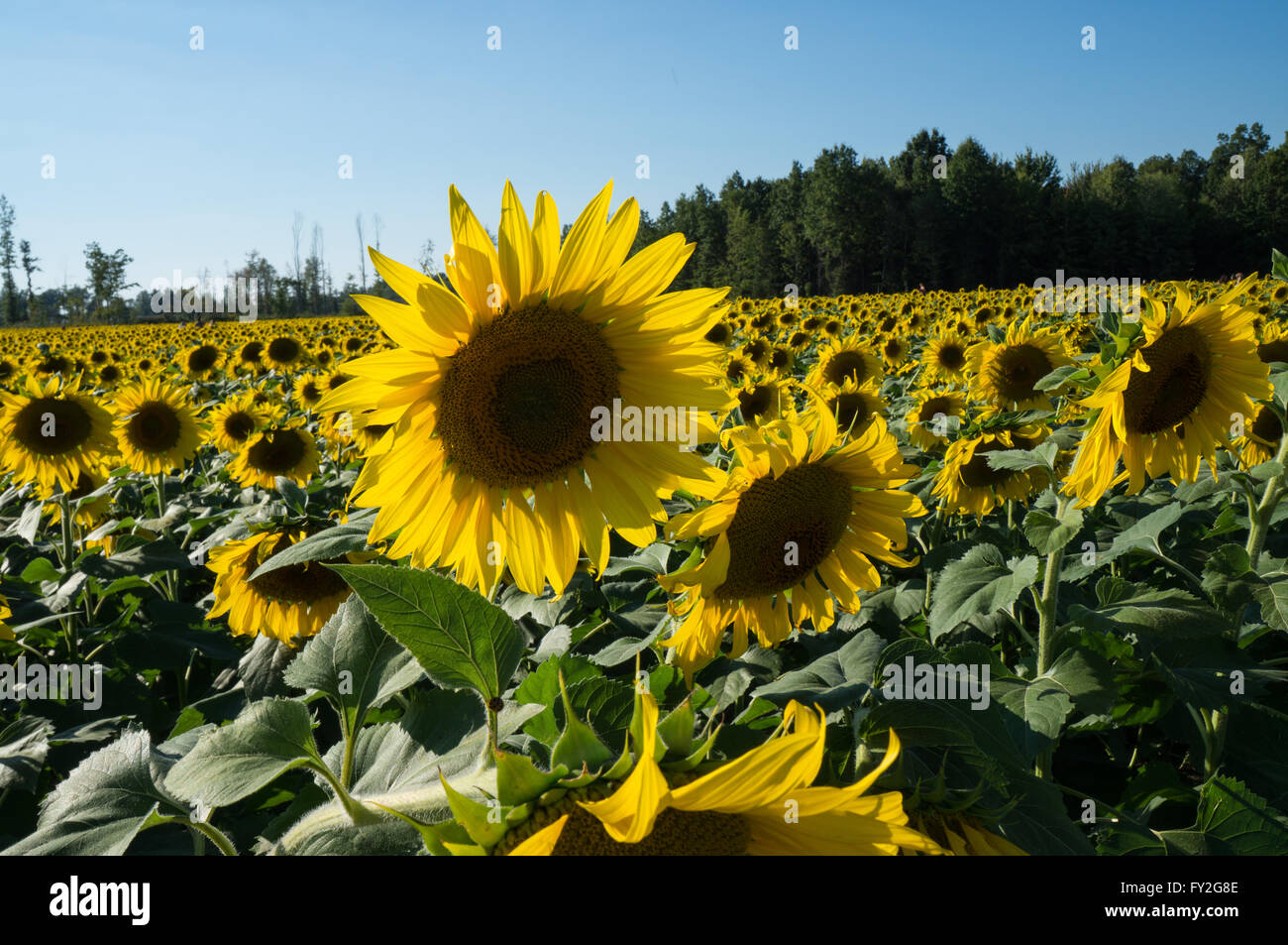 Landscape view of field of sunflowers with single flower in foreground ...