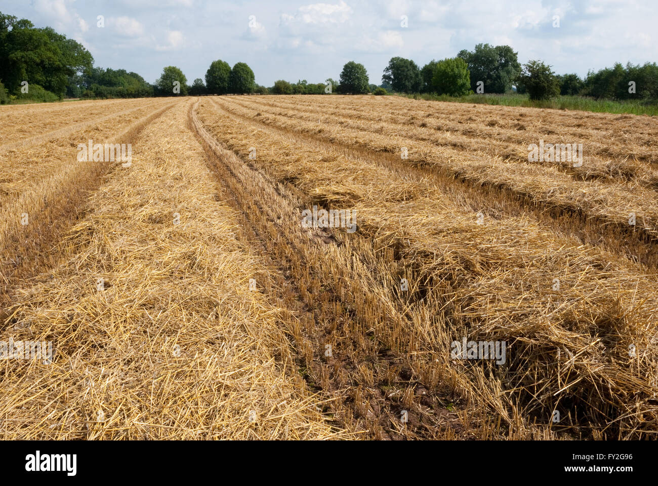 Stubble stubbles hi-res stock photography and images - Alamy
