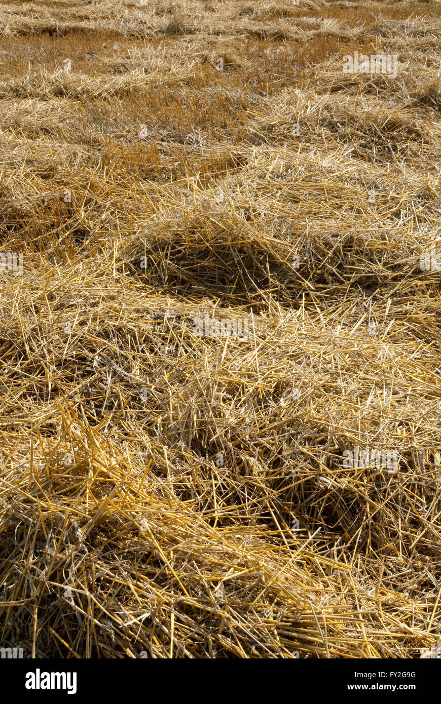 Stubble stubbles hi-res stock photography and images - Alamy