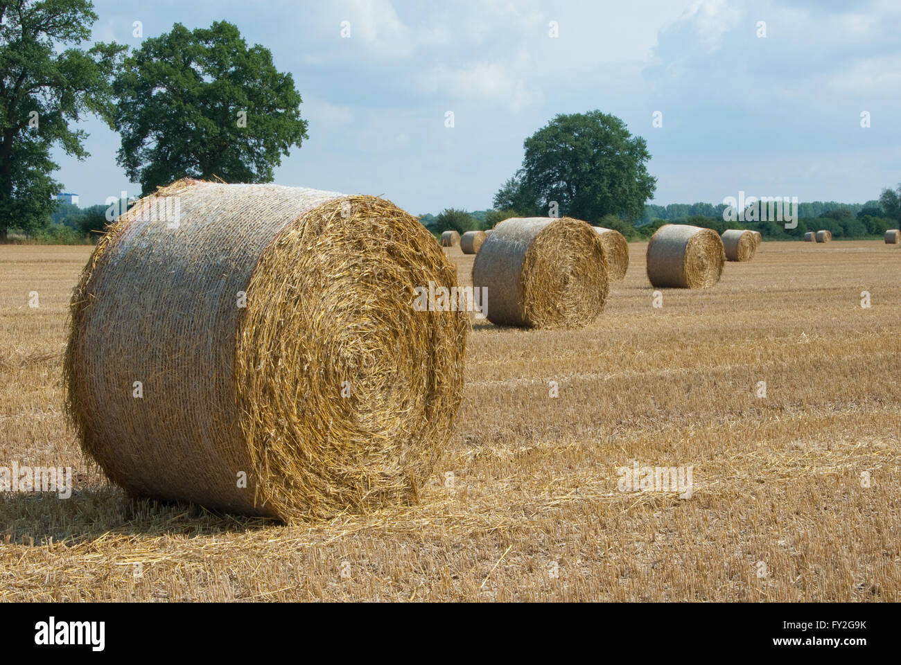 Stubble field with bales of straw Stock Photo - Alamy