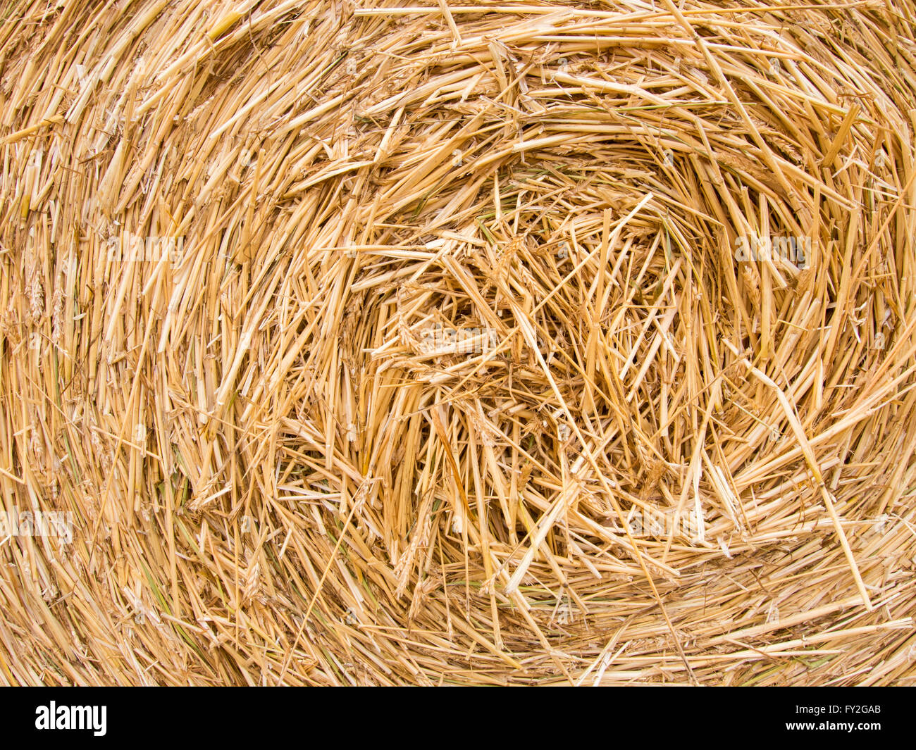 Detail of a round bale with straw and ears Stock Photo - Alamy