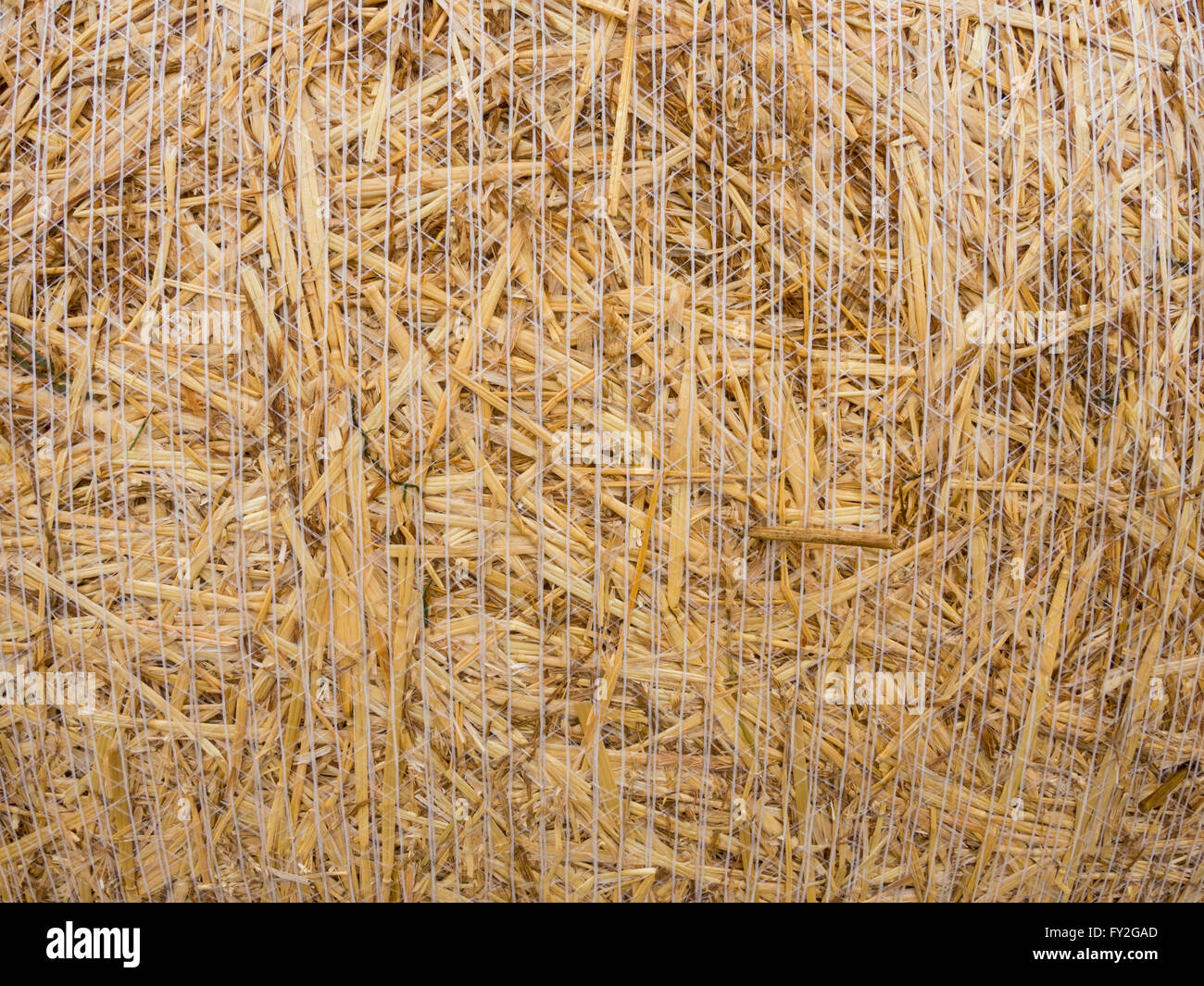 Detail of a round bale of straw, wrapped in a net Stock Photo - Alamy