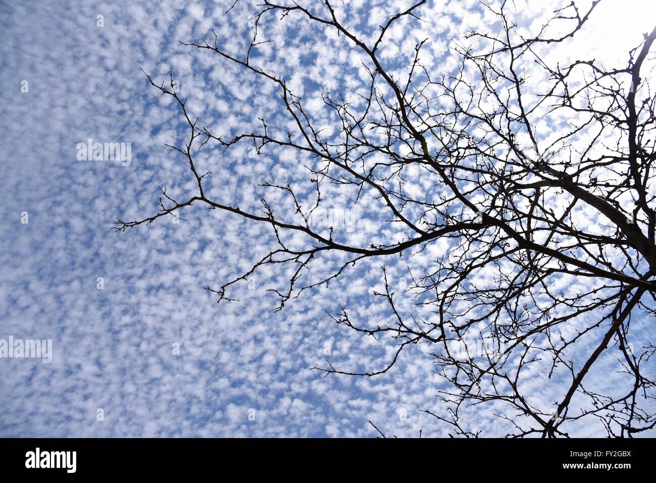 Look up at the bright sky hi-res stock photography and images - Alamy