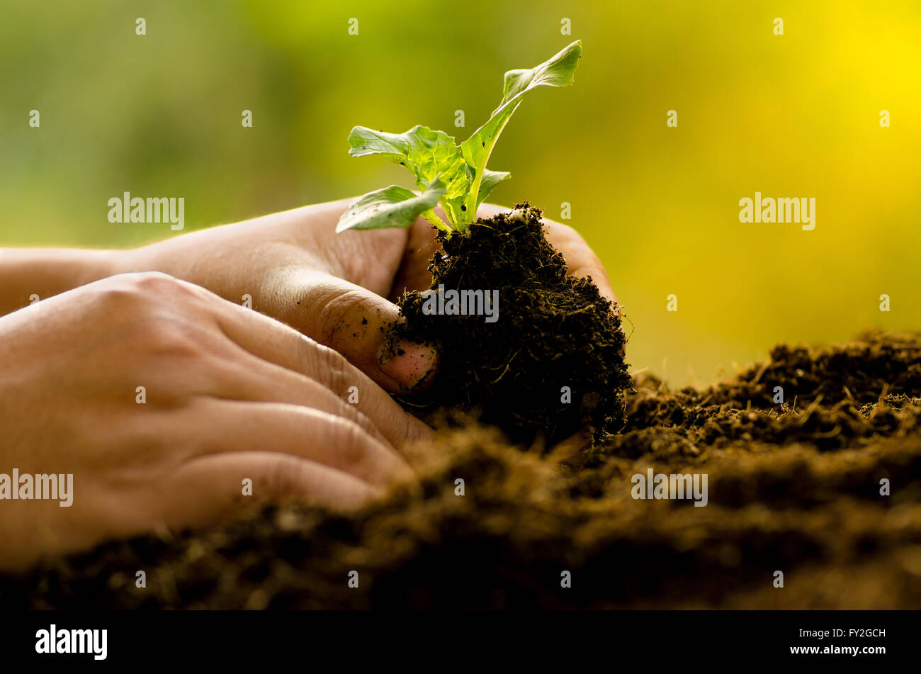 Agriculture,Plant,Seed,Seedling,Farmer planting sapling into soil over ...