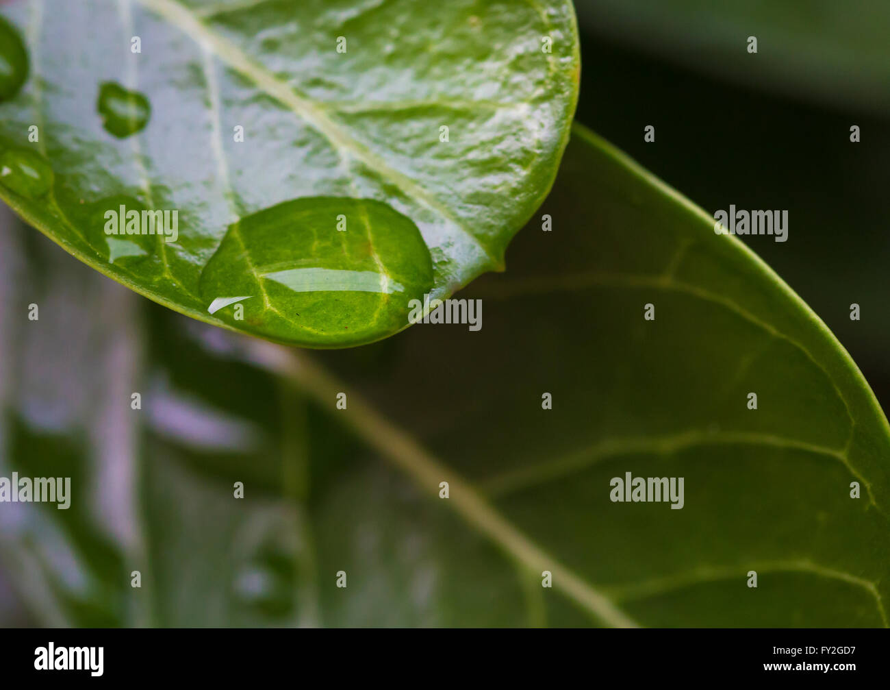 Drop water plants hi-res stock photography and images - Alamy