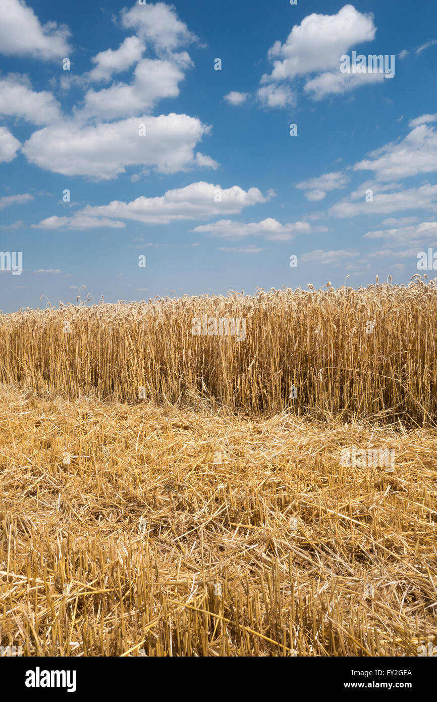 Harvested from field crop hi-res stock photography and images - Alamy