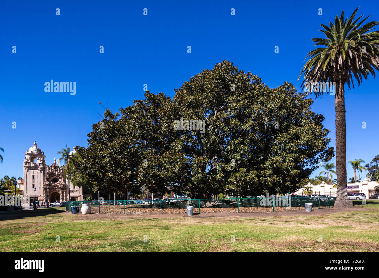 morton fig tree, balboa park, san diego ca us Stock Photo - Alamy