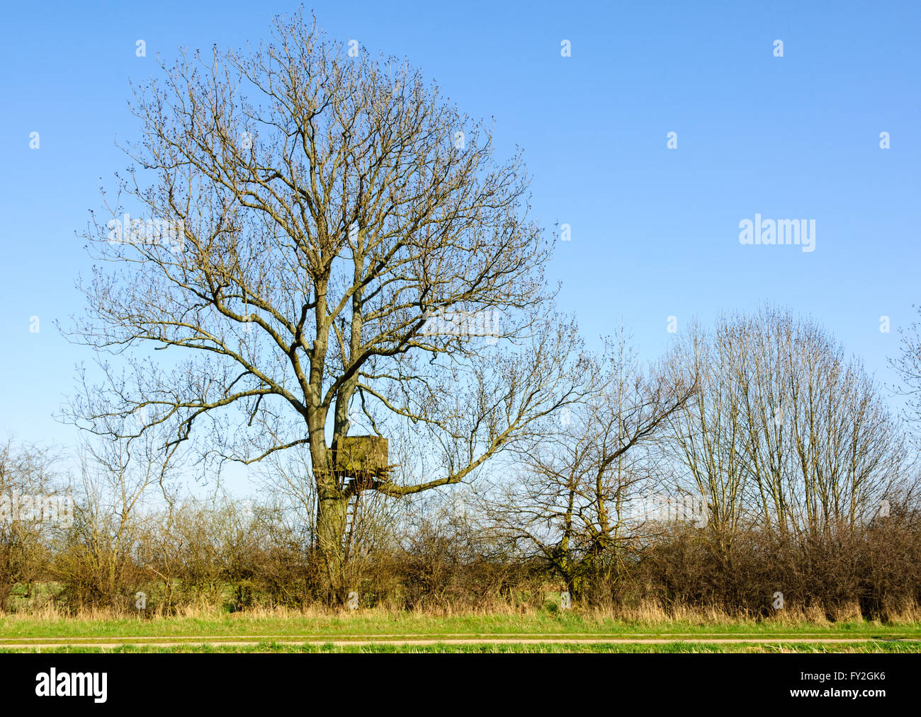 Box stand in a tree at an acre Stock Photo - Alamy
