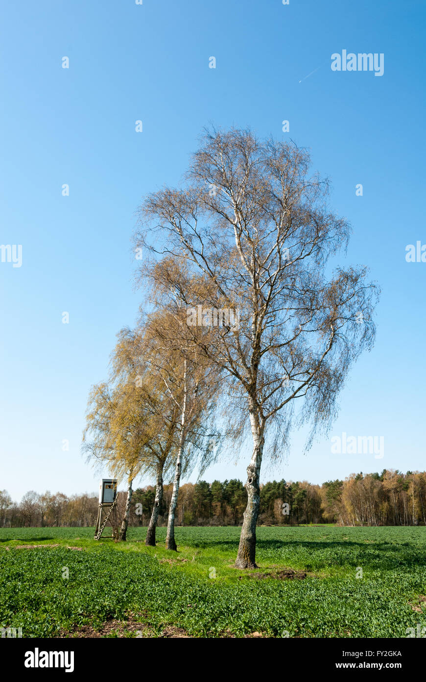 Box stand row birches in hi-res stock photography and images - Alamy
