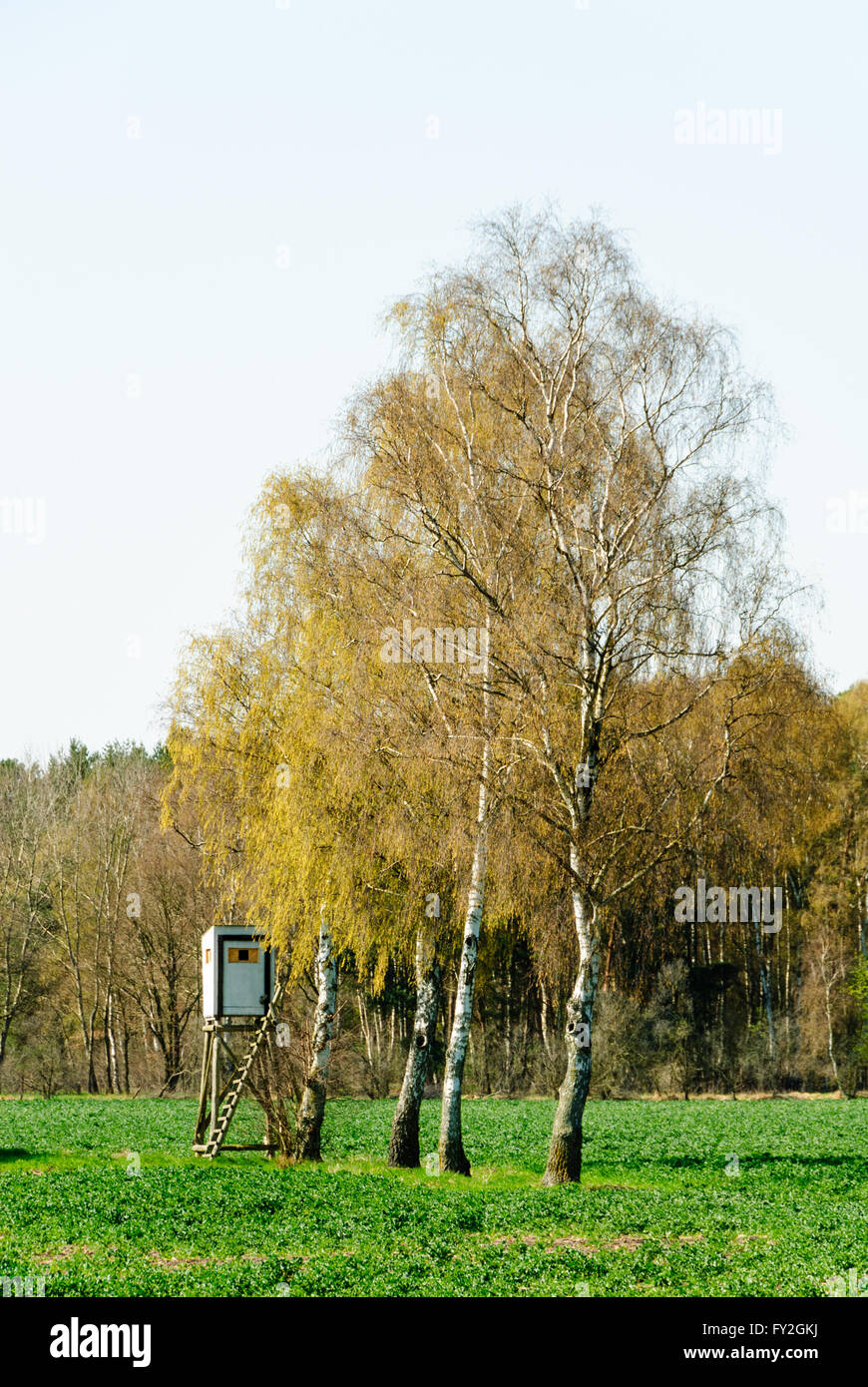 Box stand row birches in hi-res stock photography and images - Alamy