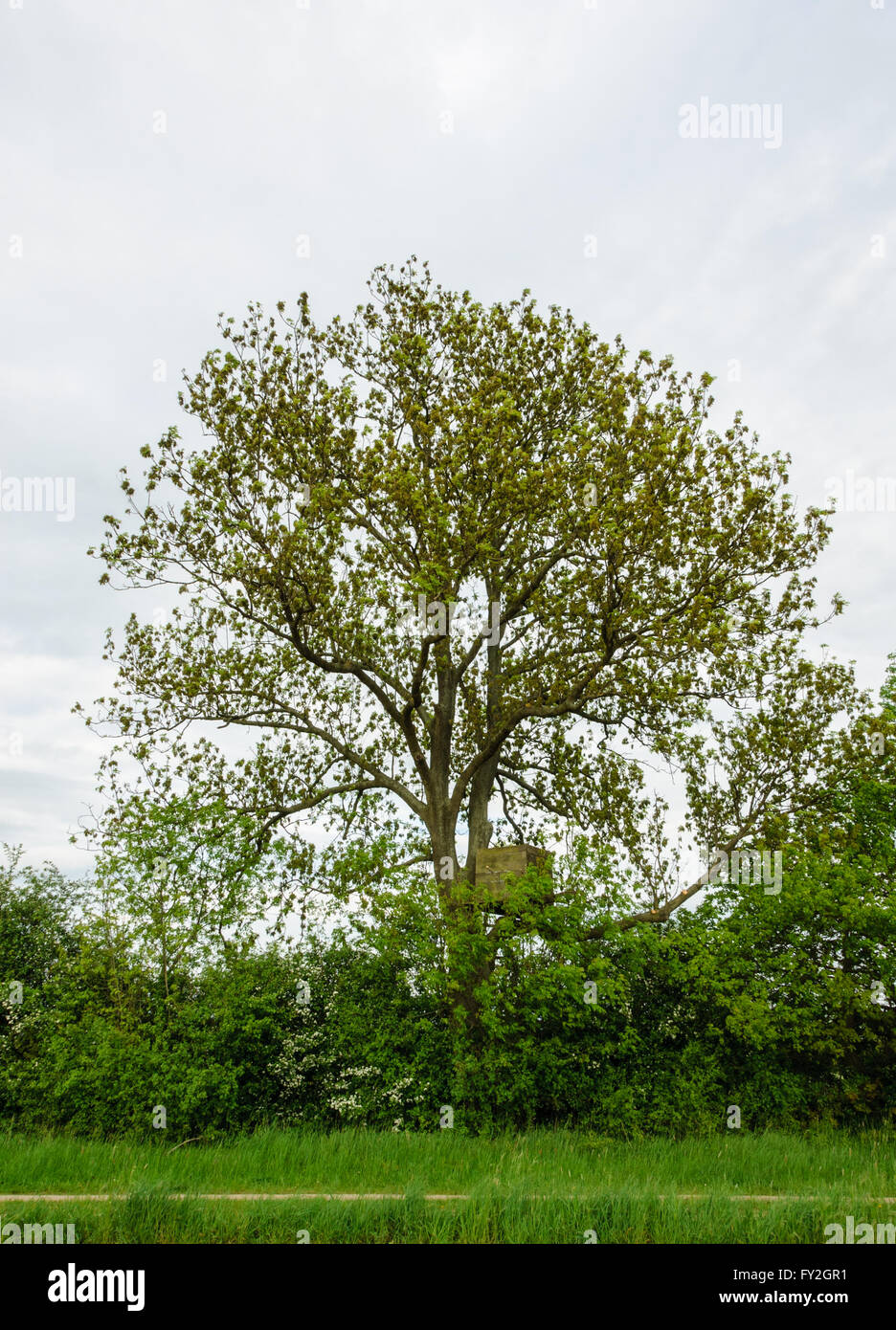 Tree scaffolding hi-res stock photography and images - Alamy