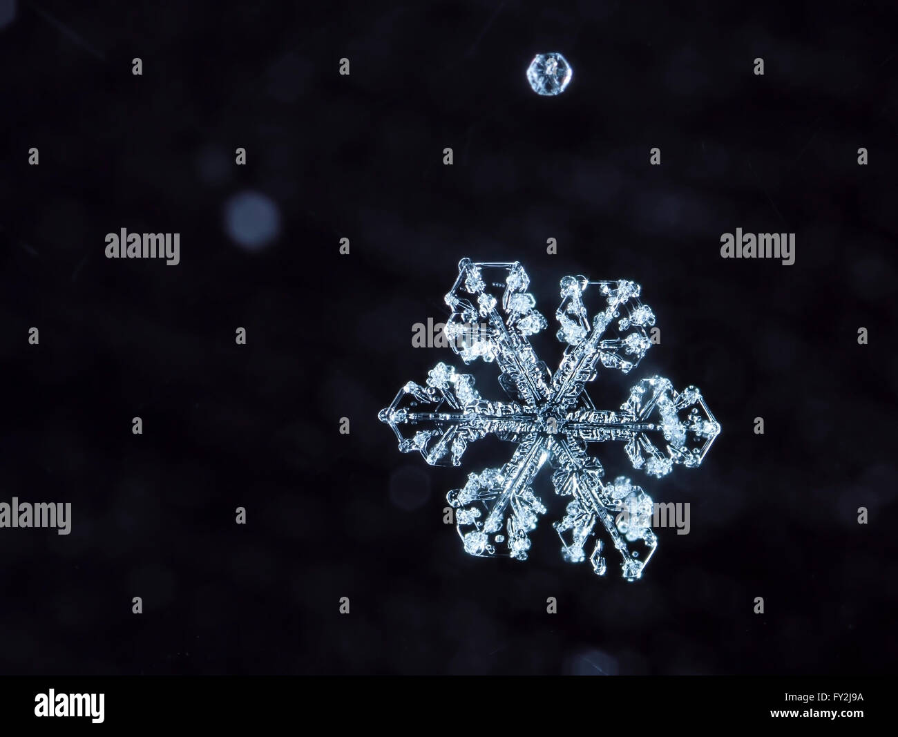 real snowflakes in color lighting Stock Photo - Alamy