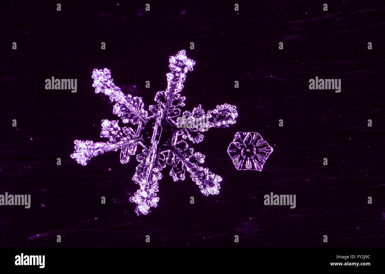 real snowflakes in color lighting Stock Photo - Alamy