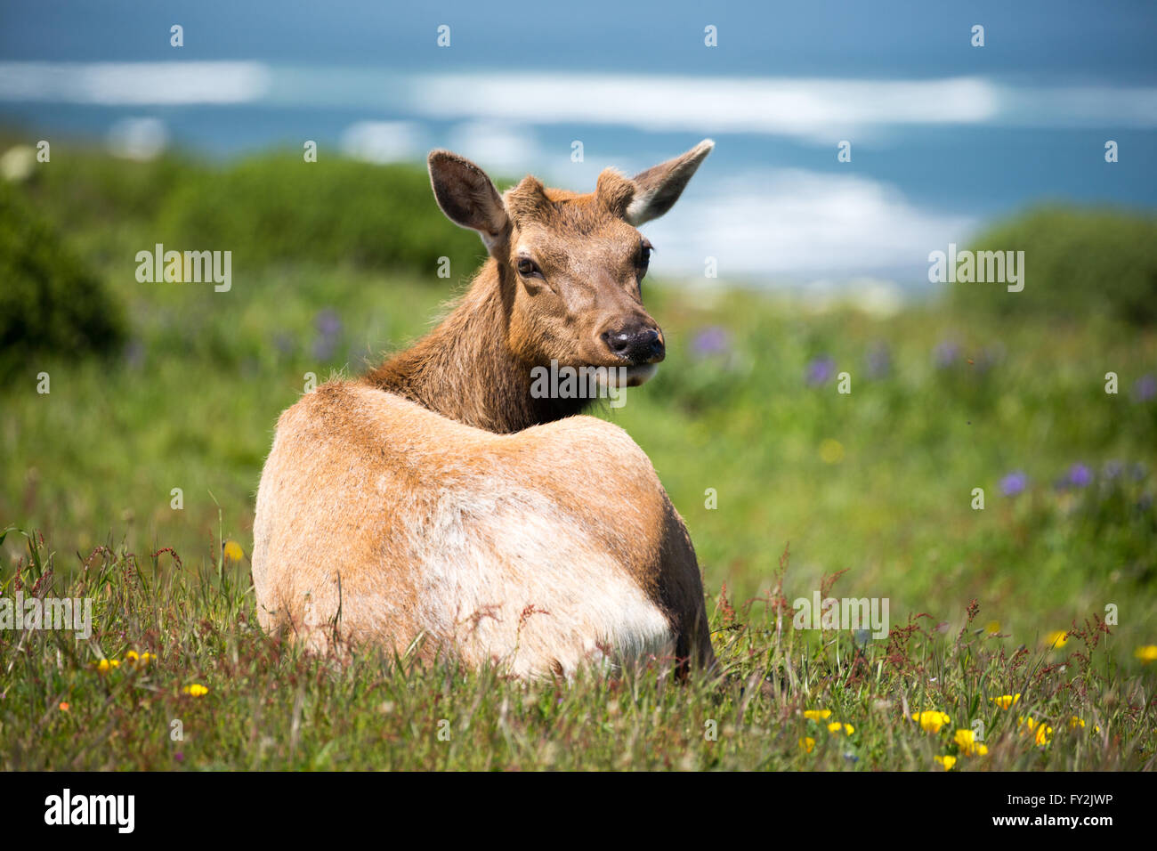 Bull elk looking back hi-res stock photography and images - Alamy