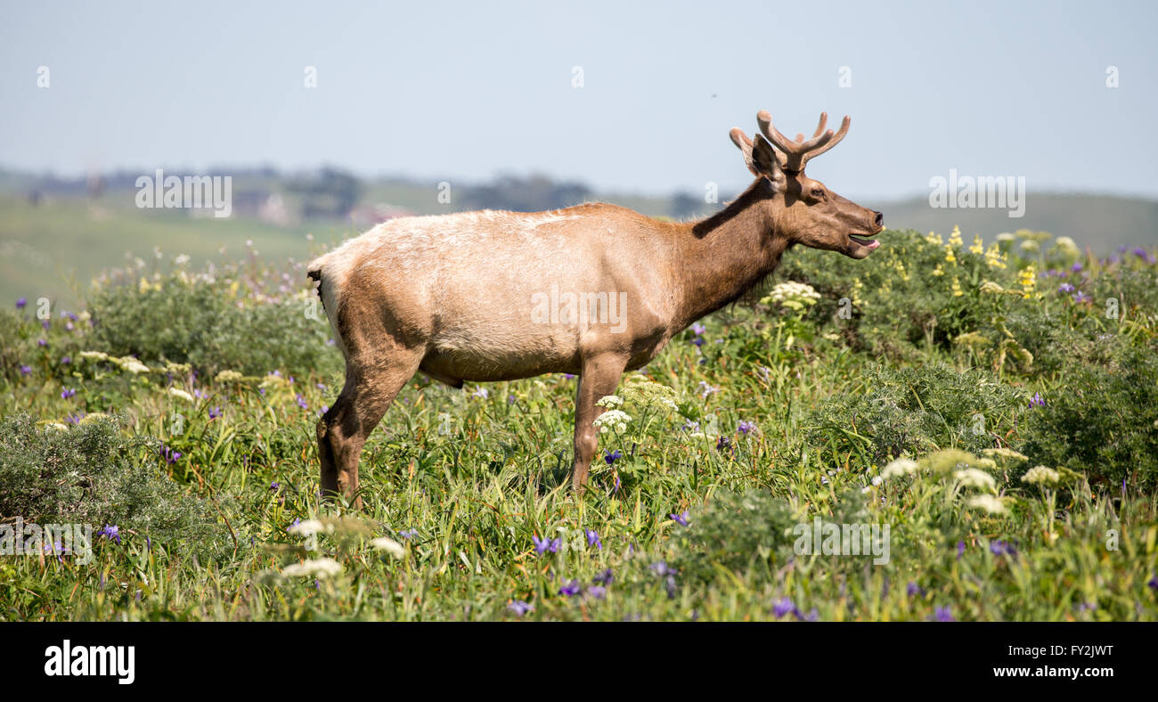 Tule Elk Bull (Cervus canadensis nannodes) Eating Stock Photo - Alamy