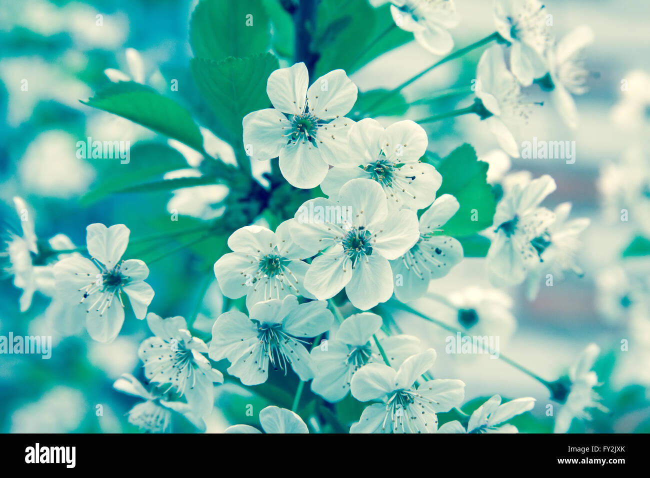 Spring Cherry blossoms white flowers Stock Photo - Alamy