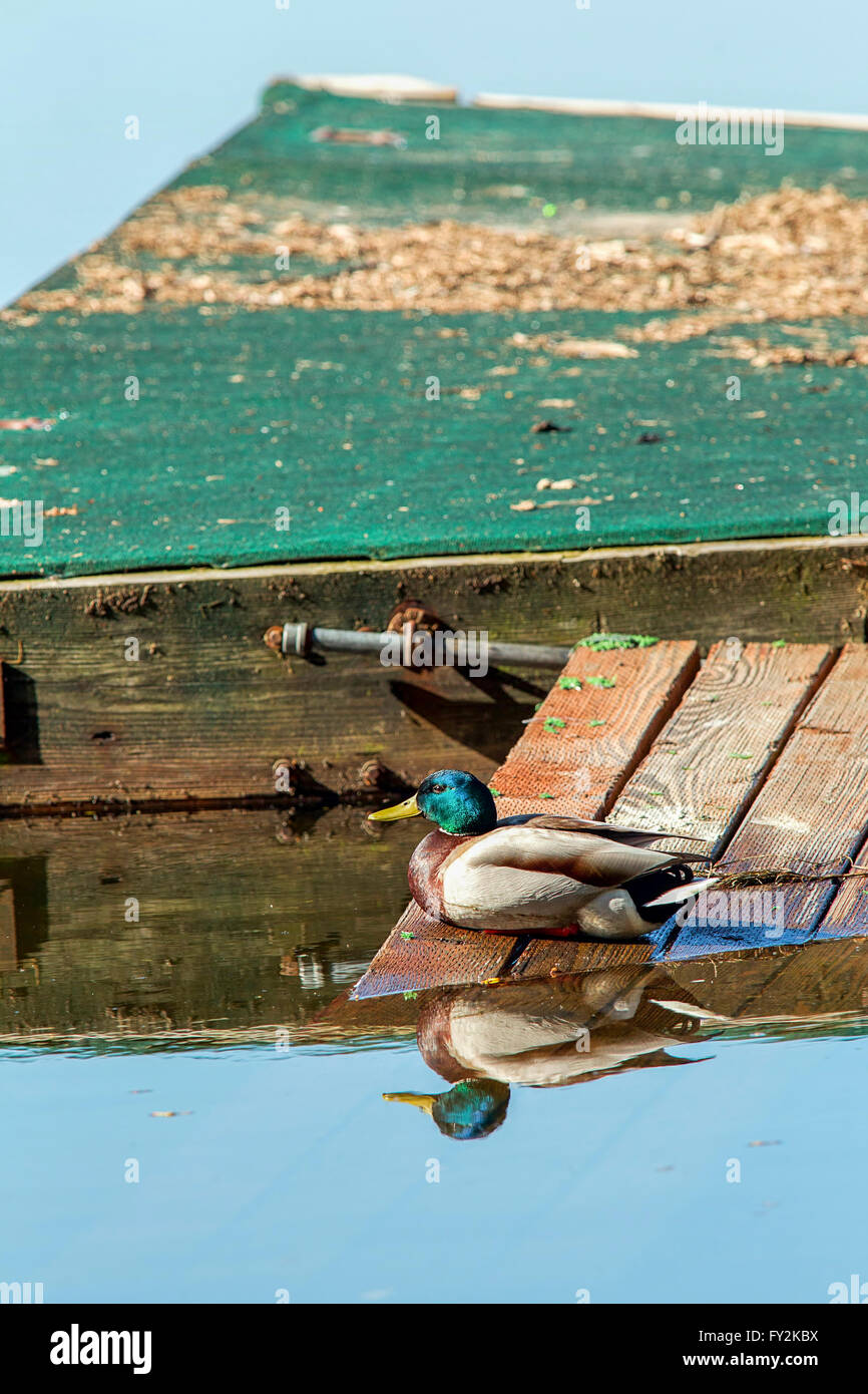 Duck on dock Stock Photo - Alamy